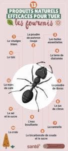 Anti-fourmi naturel : 13 solutions répulsives pour les éloigner de la maison