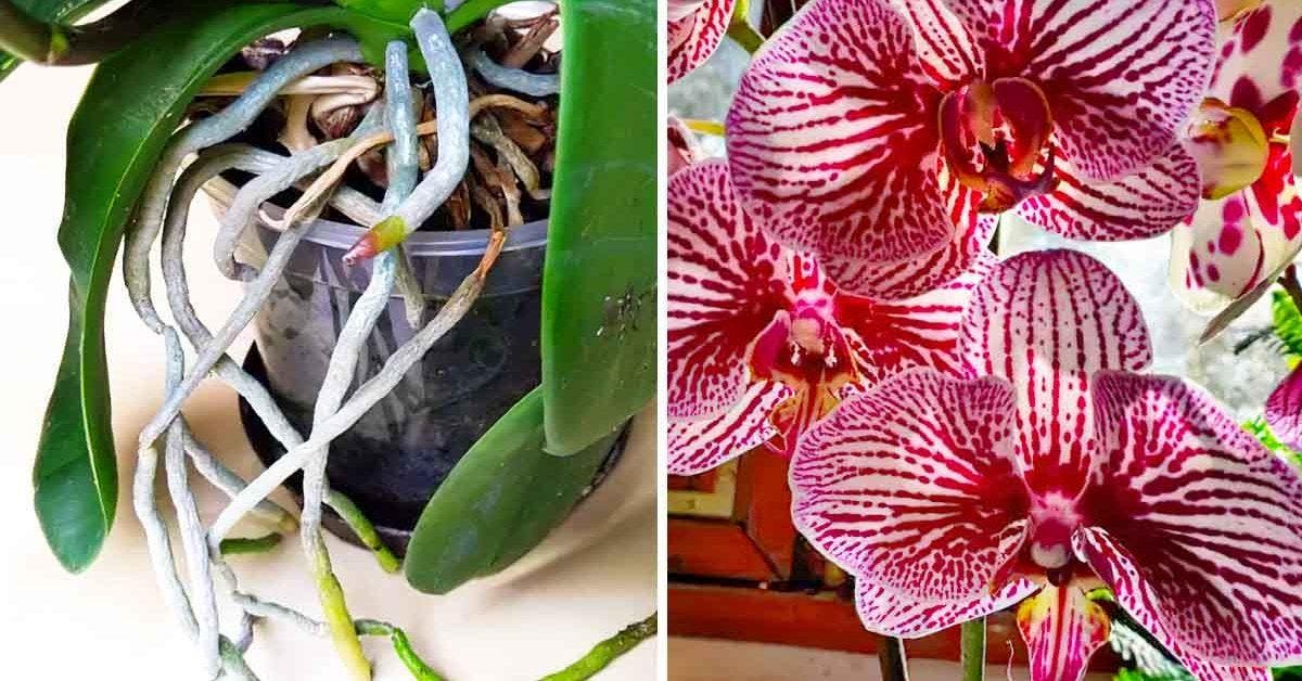 Que faire des racines d’orchidée qui sortent du pot