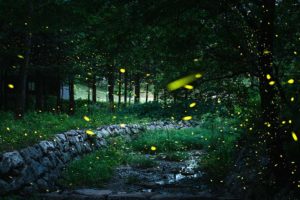 Comment avoir des lucioles dans votre jardin