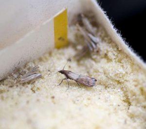 Lebensmittelmotten: 20 Tipps, um einen Befall zu vermeiden - haustricks