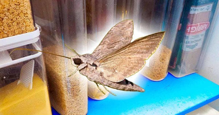 Mites alimentaires : 7 astuces pour s’en débarrasser