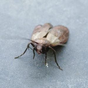 Polillas de la comida o polillas de la ropa: ¿cómo se ven y cómo se ...