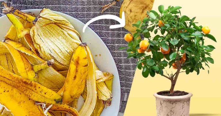 Comment utiliser la peau de banane pour prendre soin de la peau