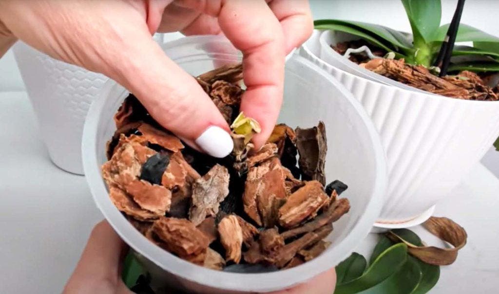 How to propagate an orchid from a leaf? – Garden Growth Tips