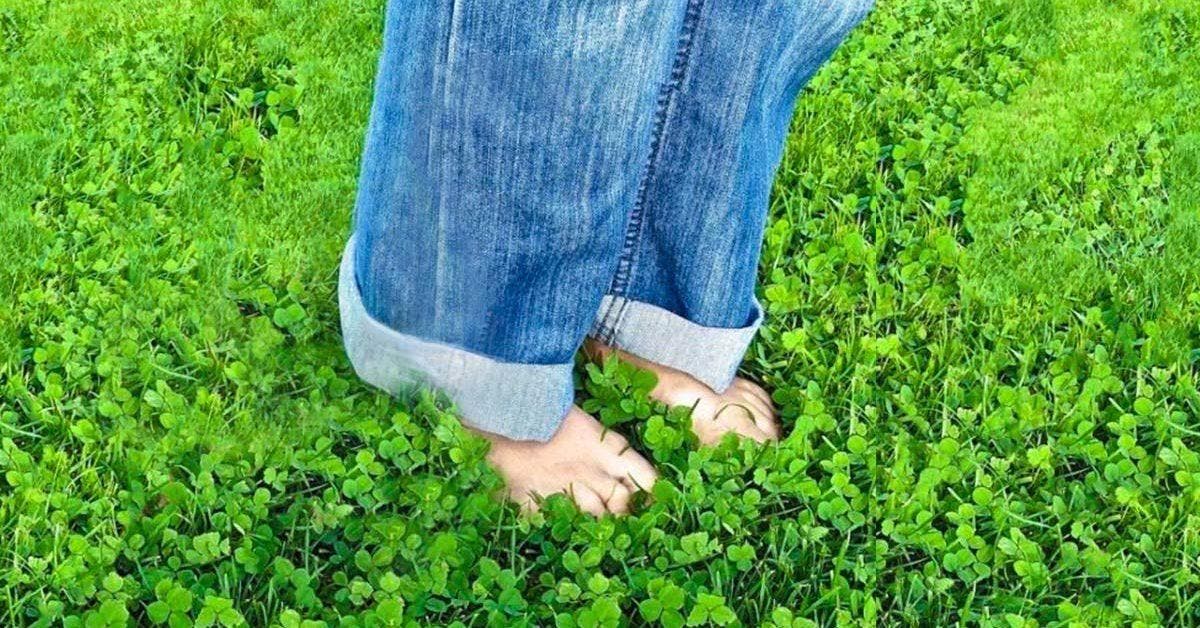 Le trèfle : pourquoi et comment le semer dans le gazon