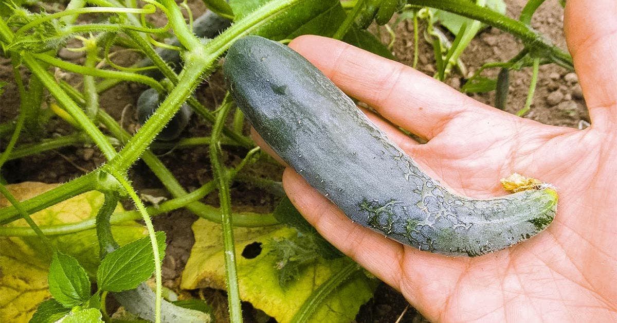 6 erreurs à ne pas commettre lors de la plantation des concombres