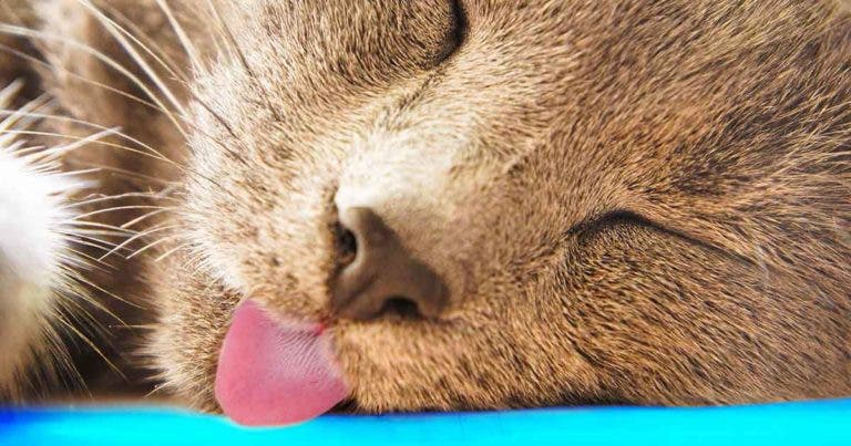 Chat qui tire la langue : 7 significations possibles