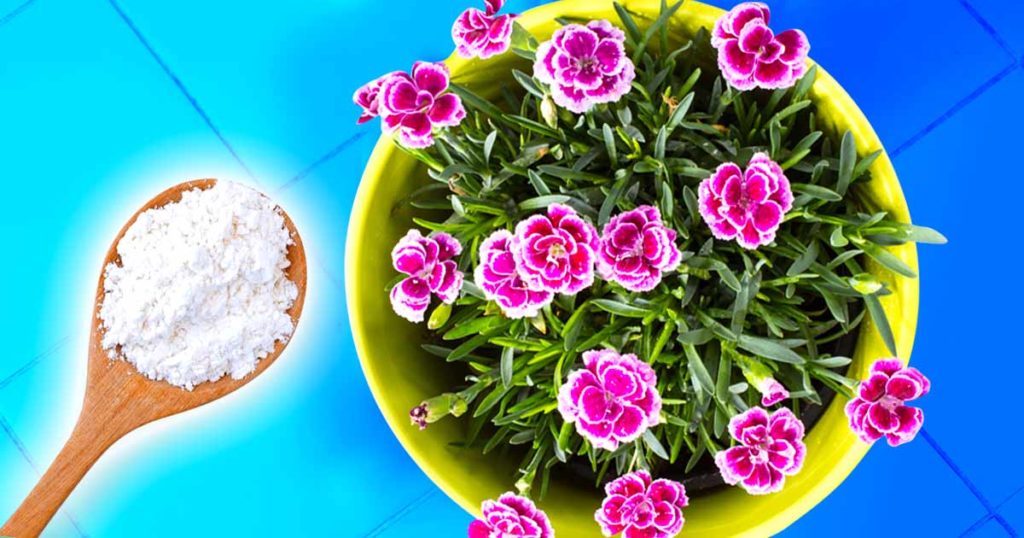 Pourquoi est-il astucieux de planter des allumettes dans les pots