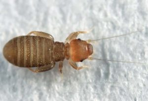 Petits insectes noirs à la maison : astuces pour les identifier et les ...