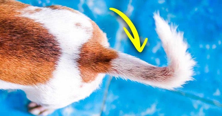 Remuer la queue est-il toujours un signe du joie pour le chien