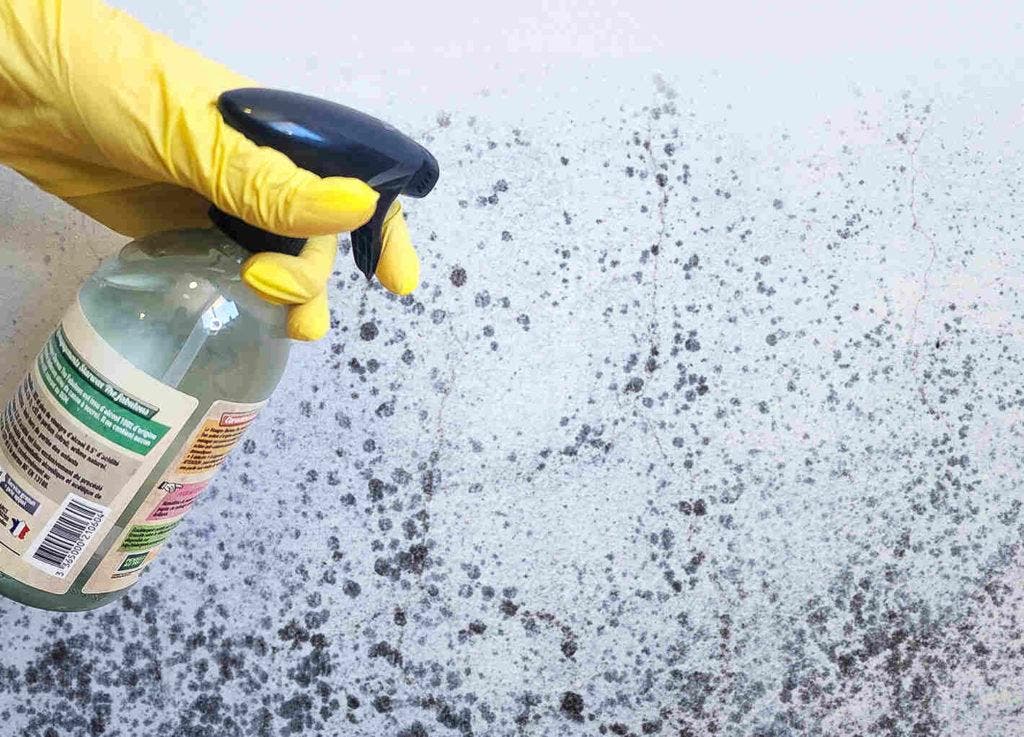 Comment enlever de la moisissure sur un mur ? 10 astuces de grands-mères