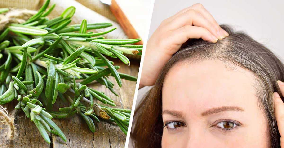 Comment utiliser le romarin sur les cheveux : bienfaits, utilisation et ...