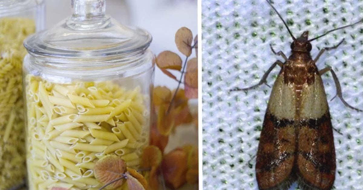 Comment se débarrasser des mites alimentaires ? Nos 4 astuces