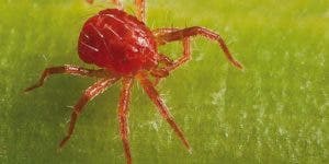 5 utilisations du vinaigre dans le jardin