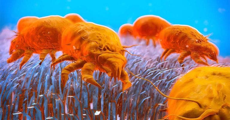 Comment savoir si on a des acariens dans son lit