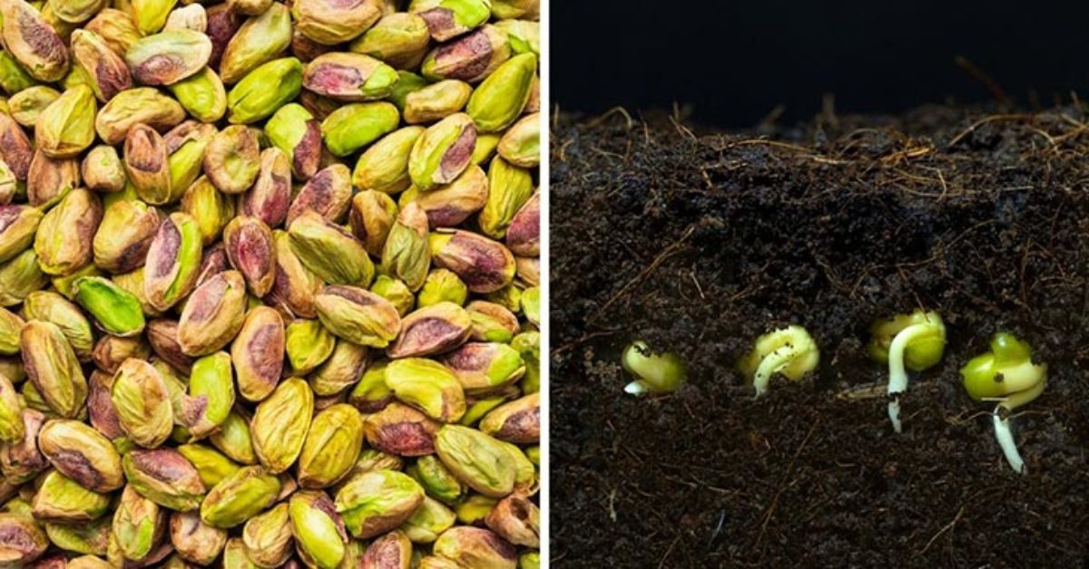 He aquí cómo germinar y cultivar pistachos en maceta muy fácilmente ...