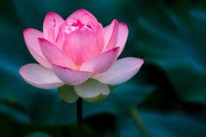 8 fleurs porte-bonheur qui attirent la chance et la prospérité