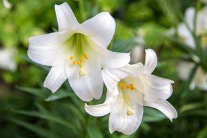 8 fleurs porte-bonheur qui attirent la chance et la prospérité