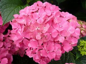 8 fleurs porte-bonheur qui attirent la chance et la prospérité