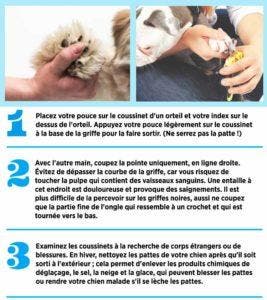 Comment couper les griffes d’un chien : guide complet pour débutants