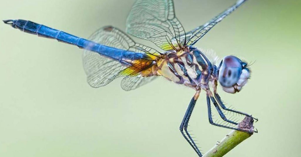 Comment attirer les libellules dans votre jardin
