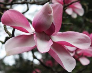 8 fleurs porte-bonheur qui attirent la chance et la prospérité