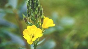 10 plantes qui fleurissent la nuit qui transformeront votre jardin en ...