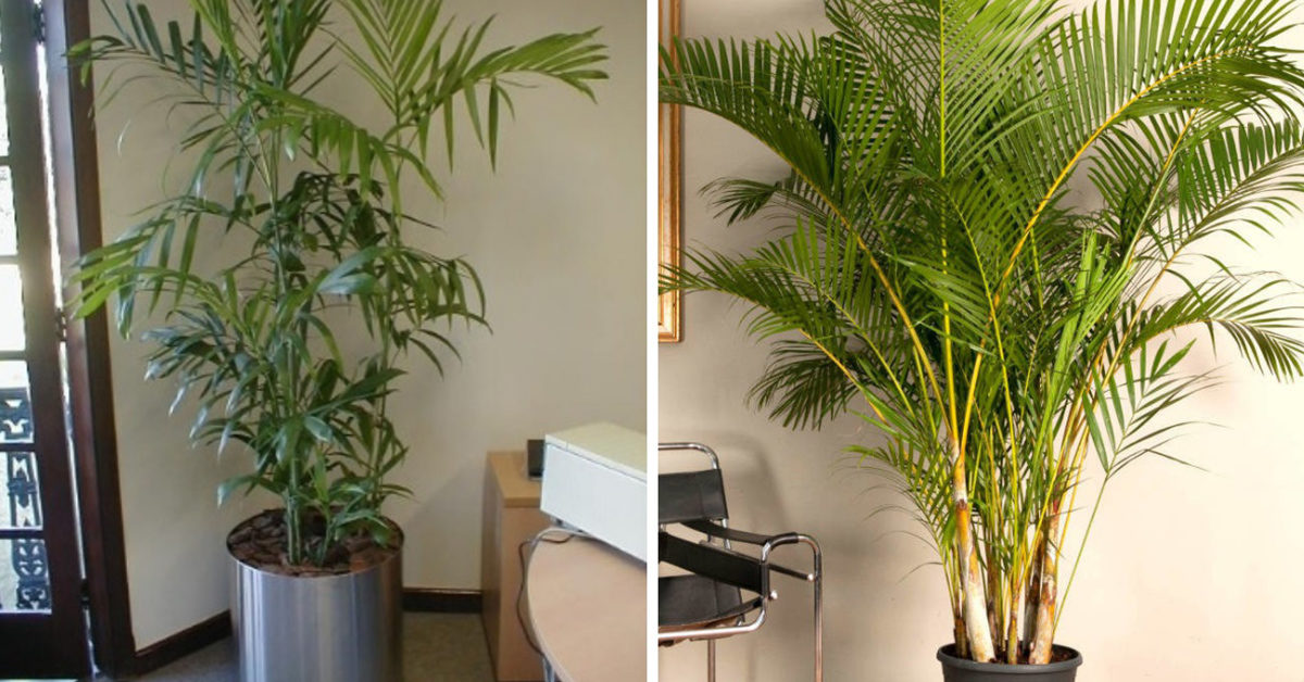 Comment entretenir votre palmier d’intérieur