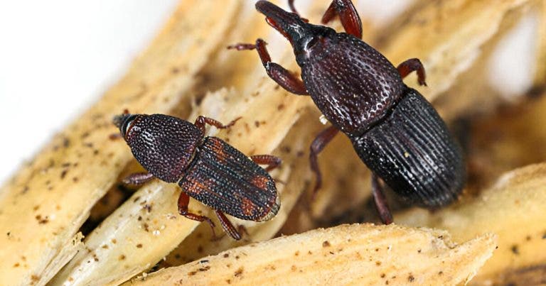 Petits insectes noirs à la maison : astuces pour les identifier et les ...
