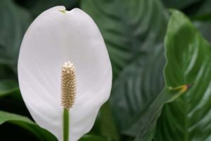 4 plantes qui attirent la chance et le bonheur d'après le Feng Shui