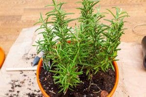 Comment utiliser le romarin pour parfumer la maison