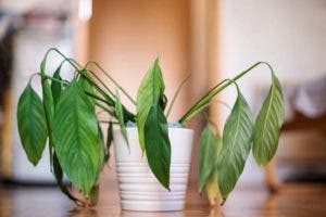 Piante appassite? Ecco come far rivivere una pianta morente – consiglietrucchii casa