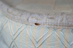 Como reconhecer uma infestação de percevejos? O que você precisa fazer ...