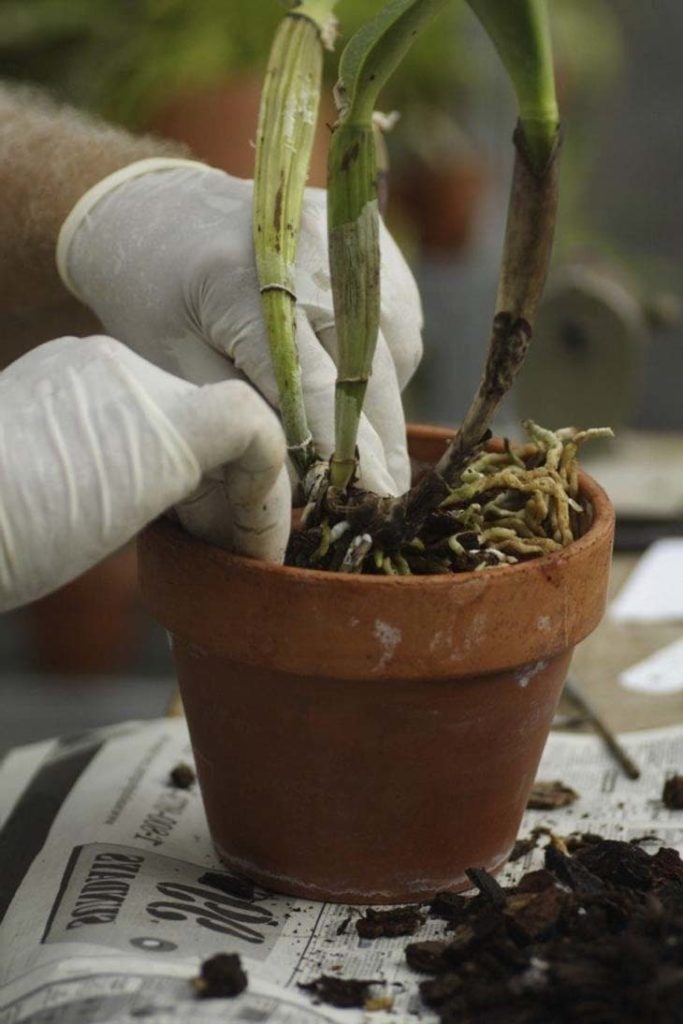 Il trucco per ravvivare un’orchidea secca i cui fiori sono appassiti ...