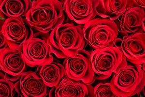 Quel est le guide du langage et la signification des plus belles fleurs