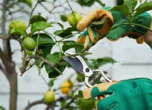 Cómo podar un árbol de limón para obtener más fruta – Mis Consejos ...